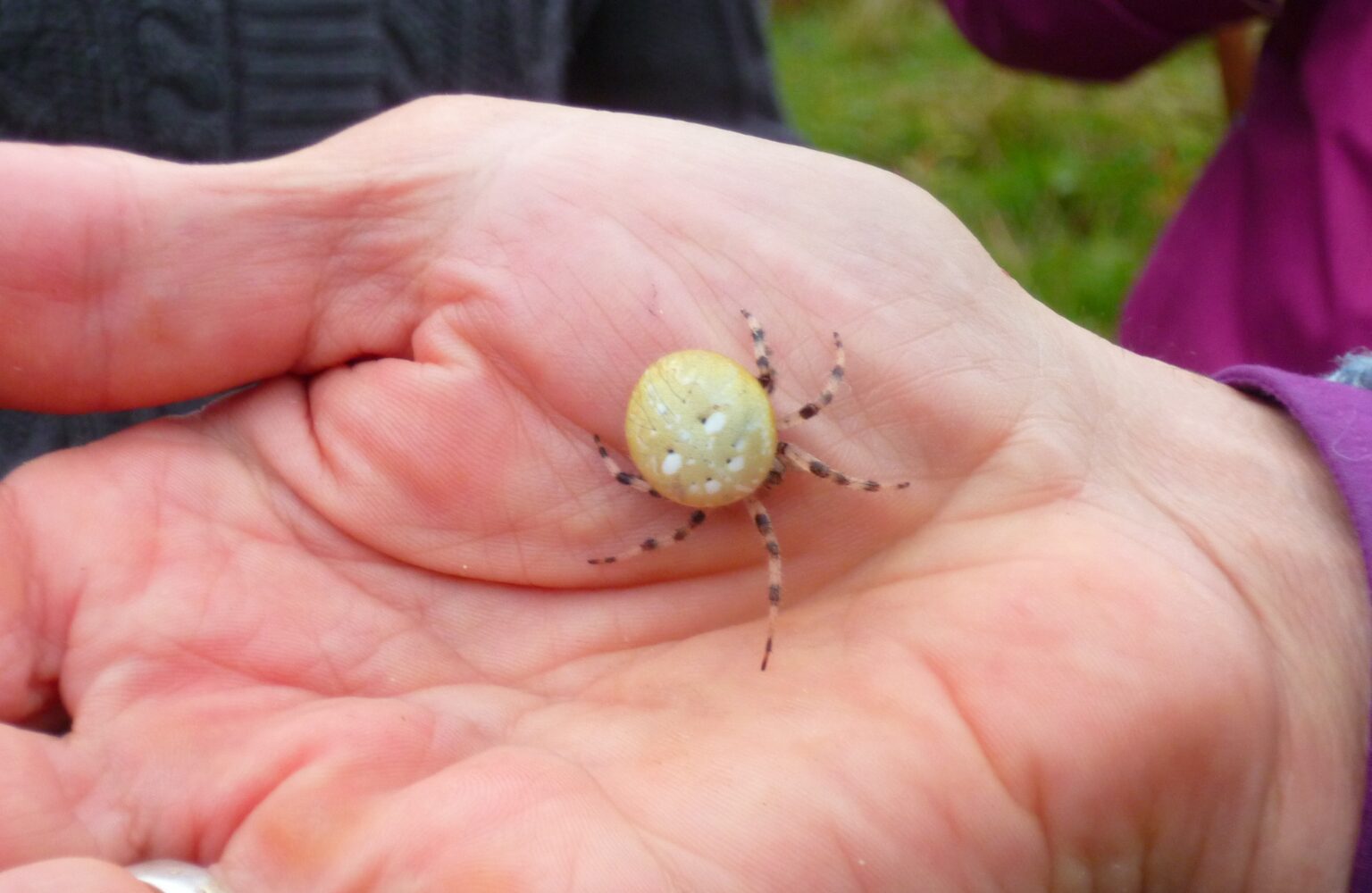 Araignées du Livradois Forez - année 2 - L'Echo du Parc Livradois-Forez