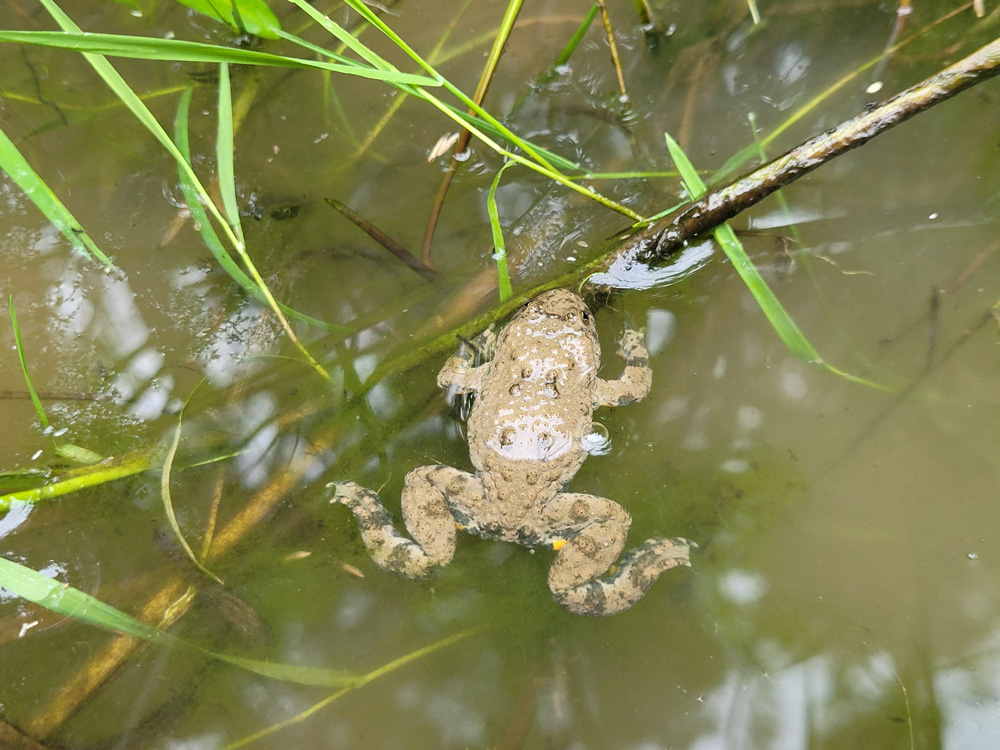Le sonneur à ventre jaune, une espèce remarquable, emblématique du ...